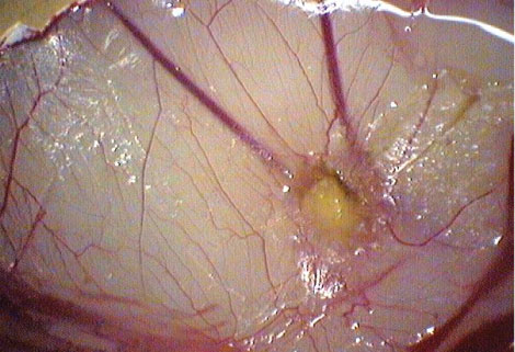 C-Statin - ARC Nutrition